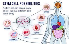 stem cells advance & medicine – BIOLOGY, ENVIRONMENT & MORE
